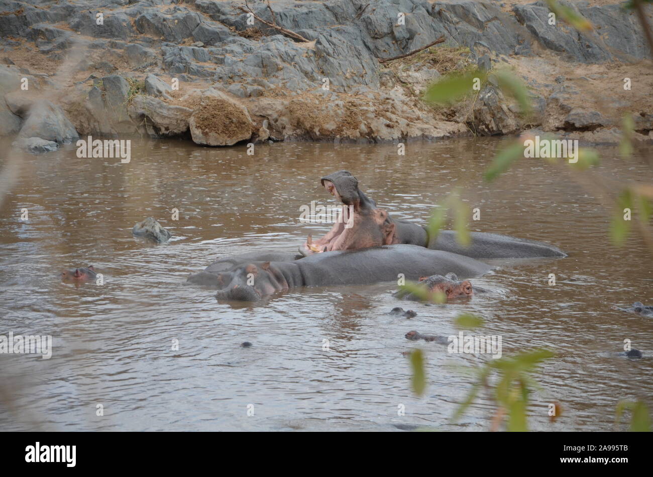 Small group of adult hippos in the water. One hippo with its mouth open ...