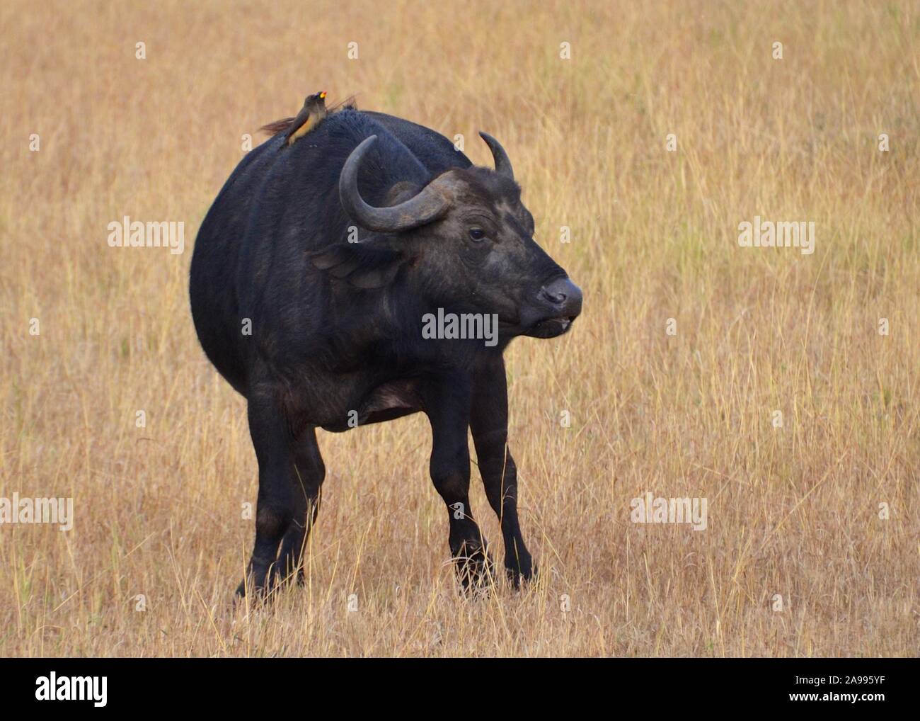 African water buffalo hi-res stock photography and images - Alamy