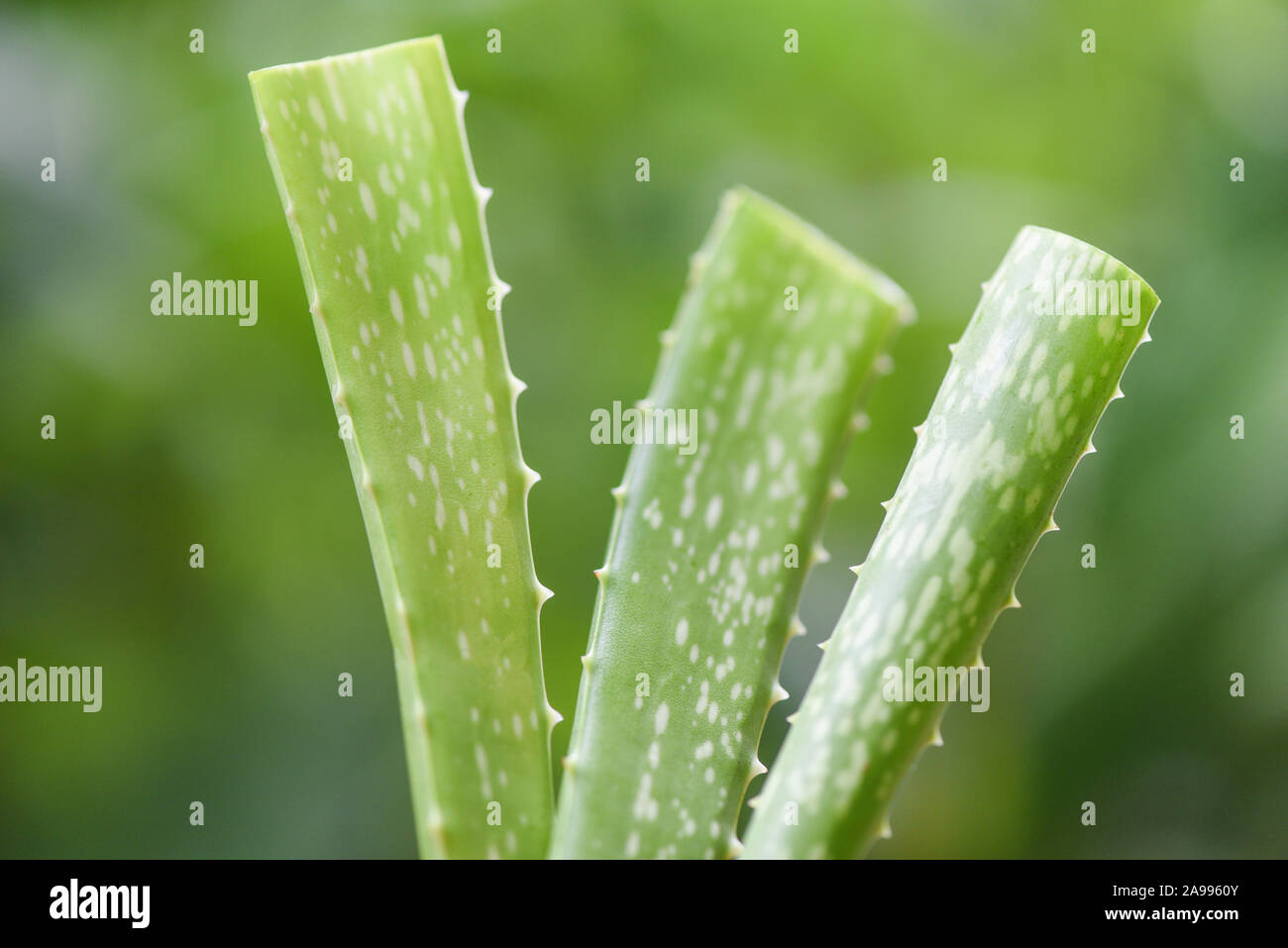 aloe vera plant on nature green background / close up of fresh aloe ...