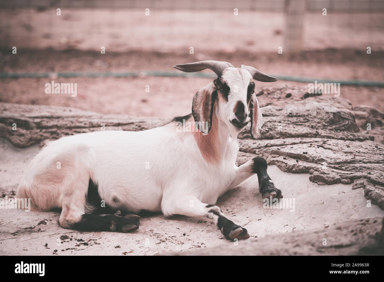 goat in the farm zoo Stock Photo - Alamy