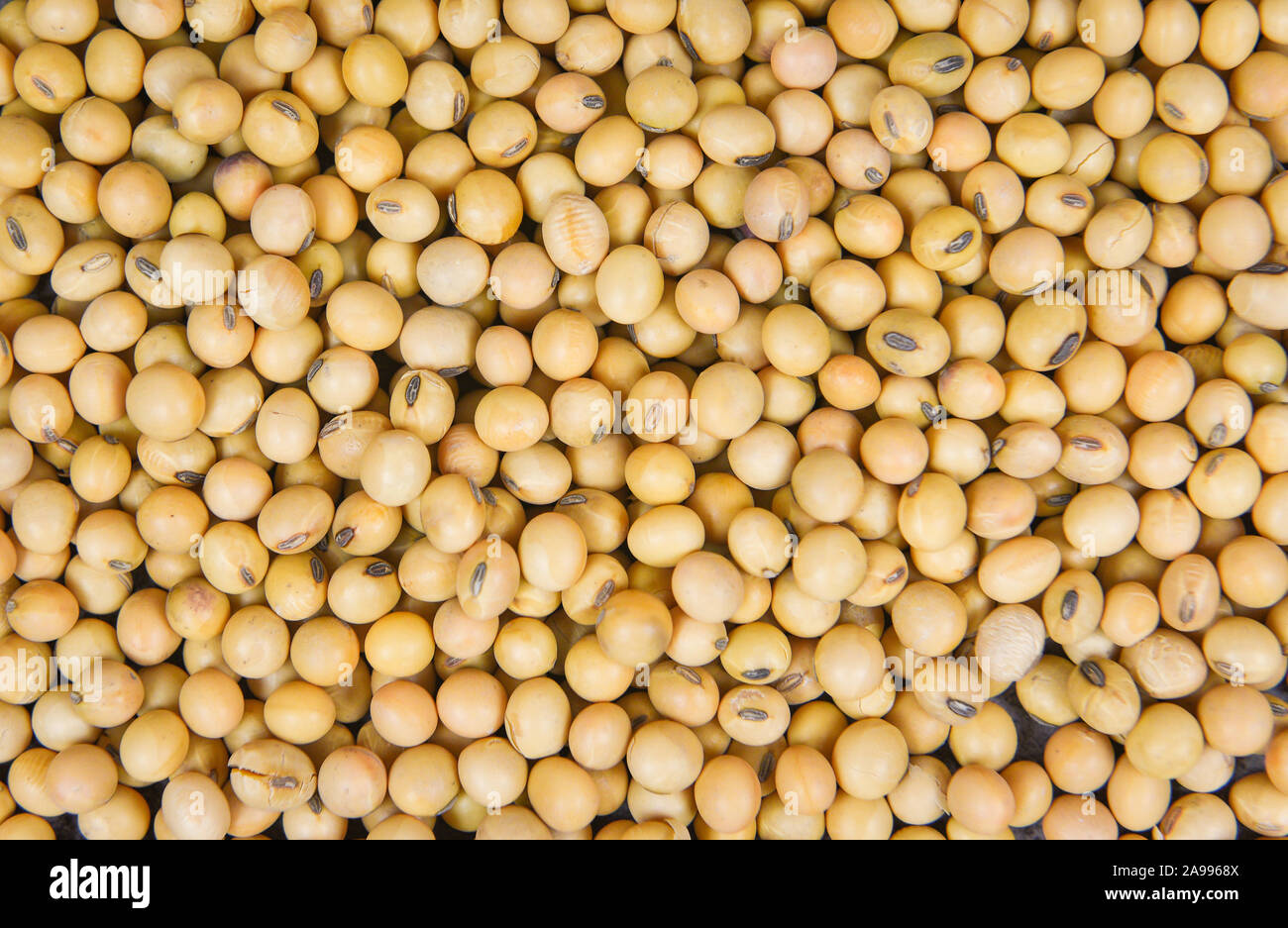 Soybean texture background / dry soy beans agricultural products Stock ...
