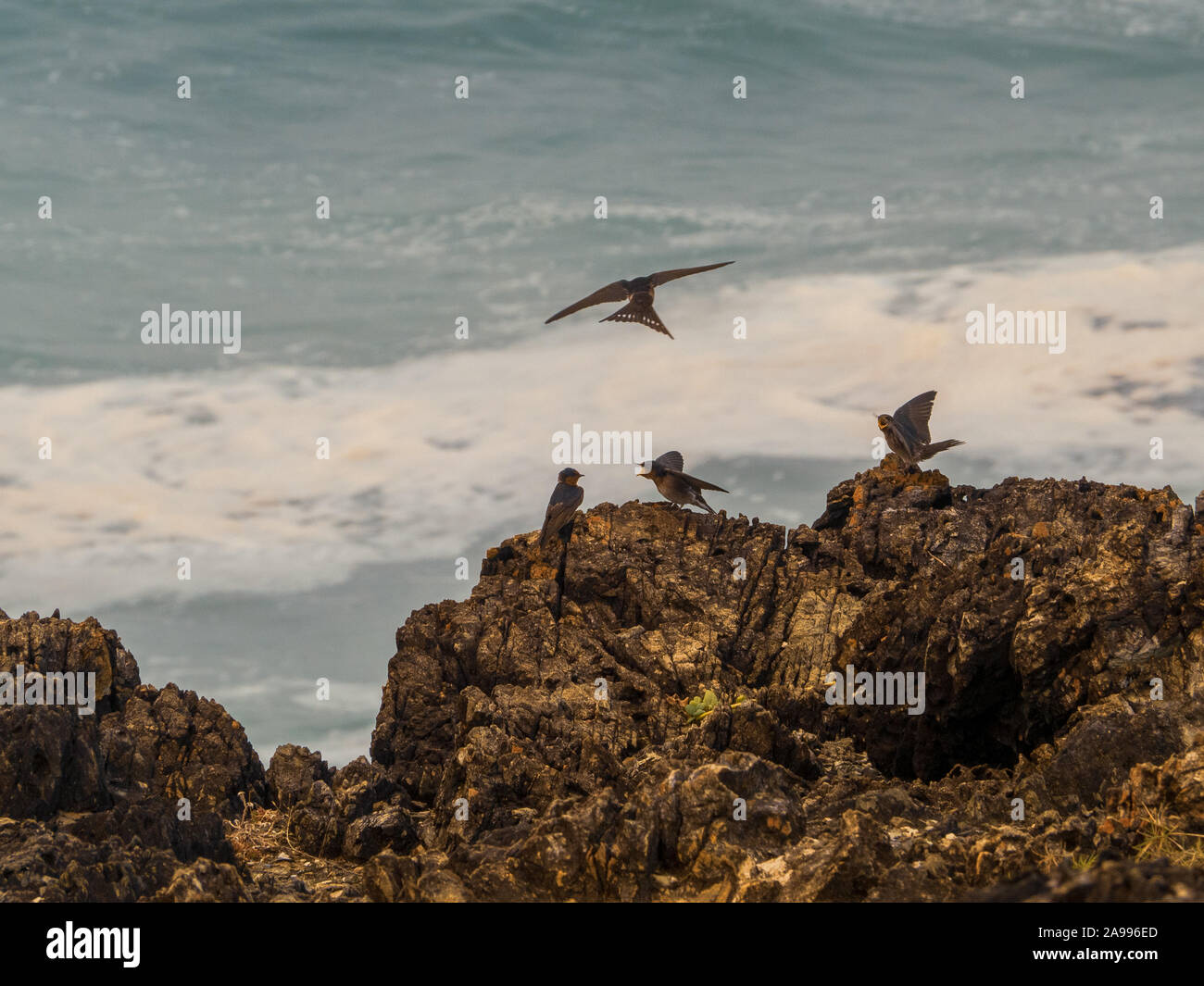 Small flock birds australian hi-res stock photography and images - Alamy