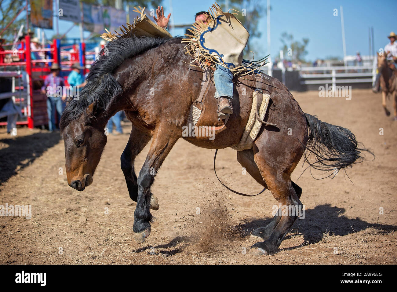 Cowboy rides a bucking horse in bareback bronc event at a country rodeo ...