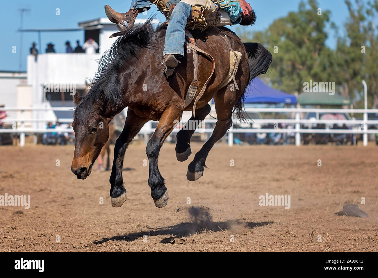 Cowboy rides a bucking horse in bareback bronc event at a country rodeo ...