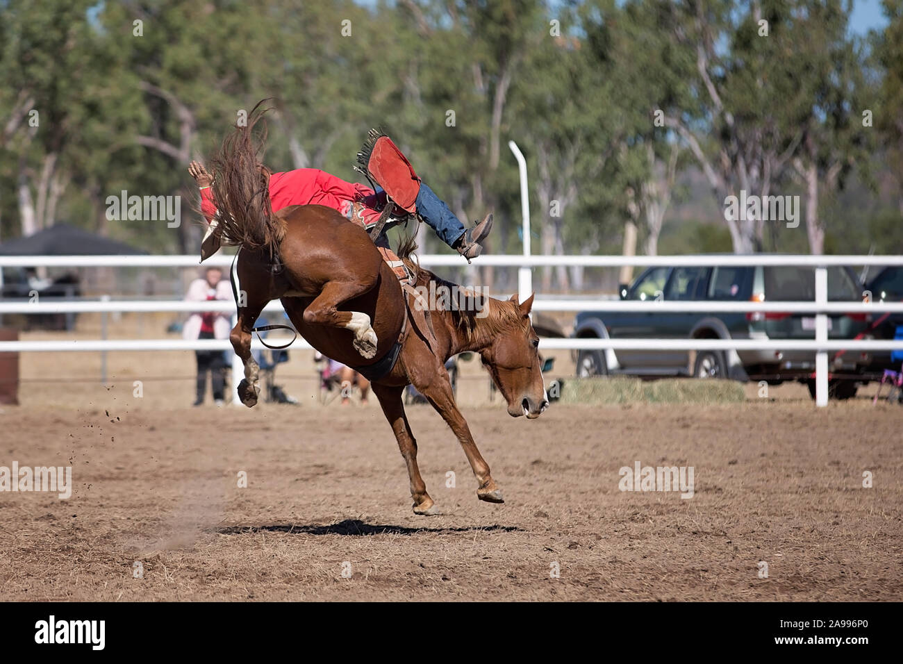 Cowboy rides a bucking horse in bareback bronc event at a country rodeo ...