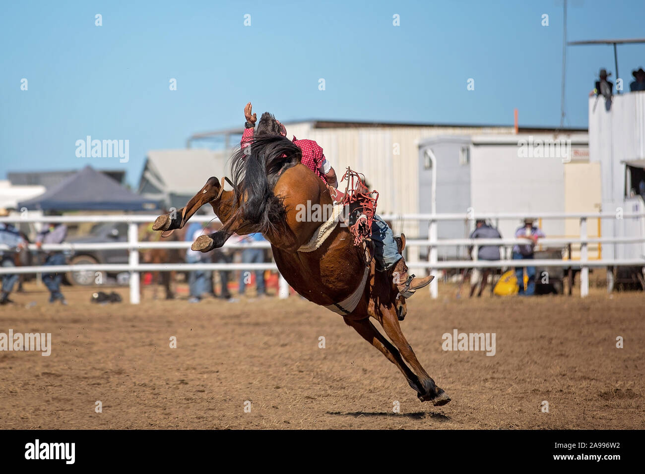 Cowboy rides a bucking horse in bareback bronc event at a country rodeo ...