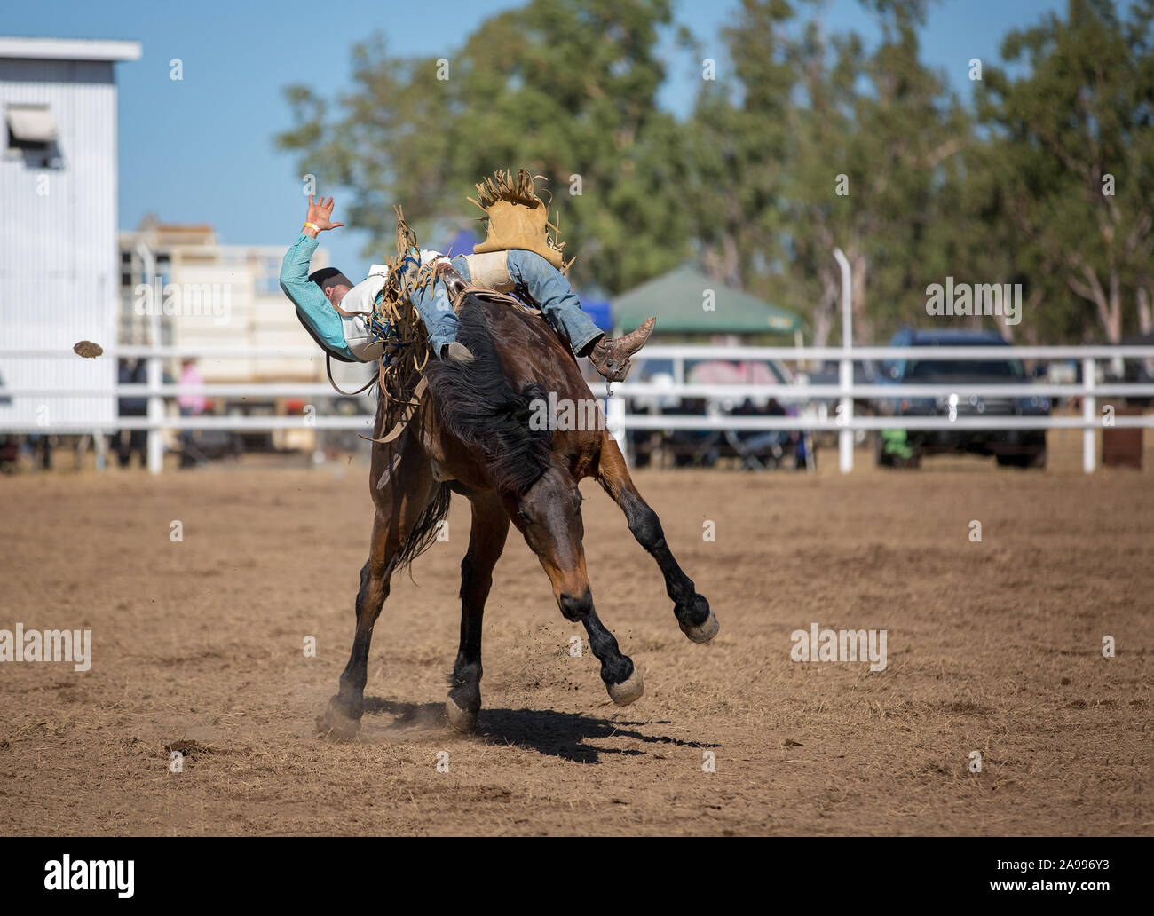 Cowboy rides a bucking horse in bareback bronc event at a country rodeo ...