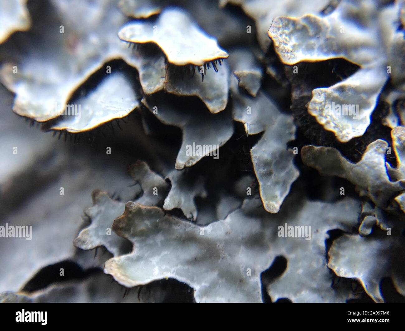 Lichen close-up background with beautiful macro plant leaves Stock ...