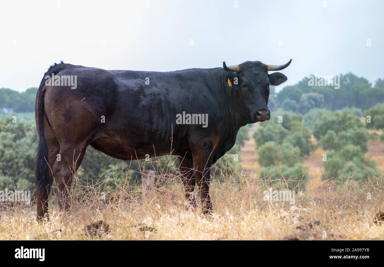 Holstein Bull Horns