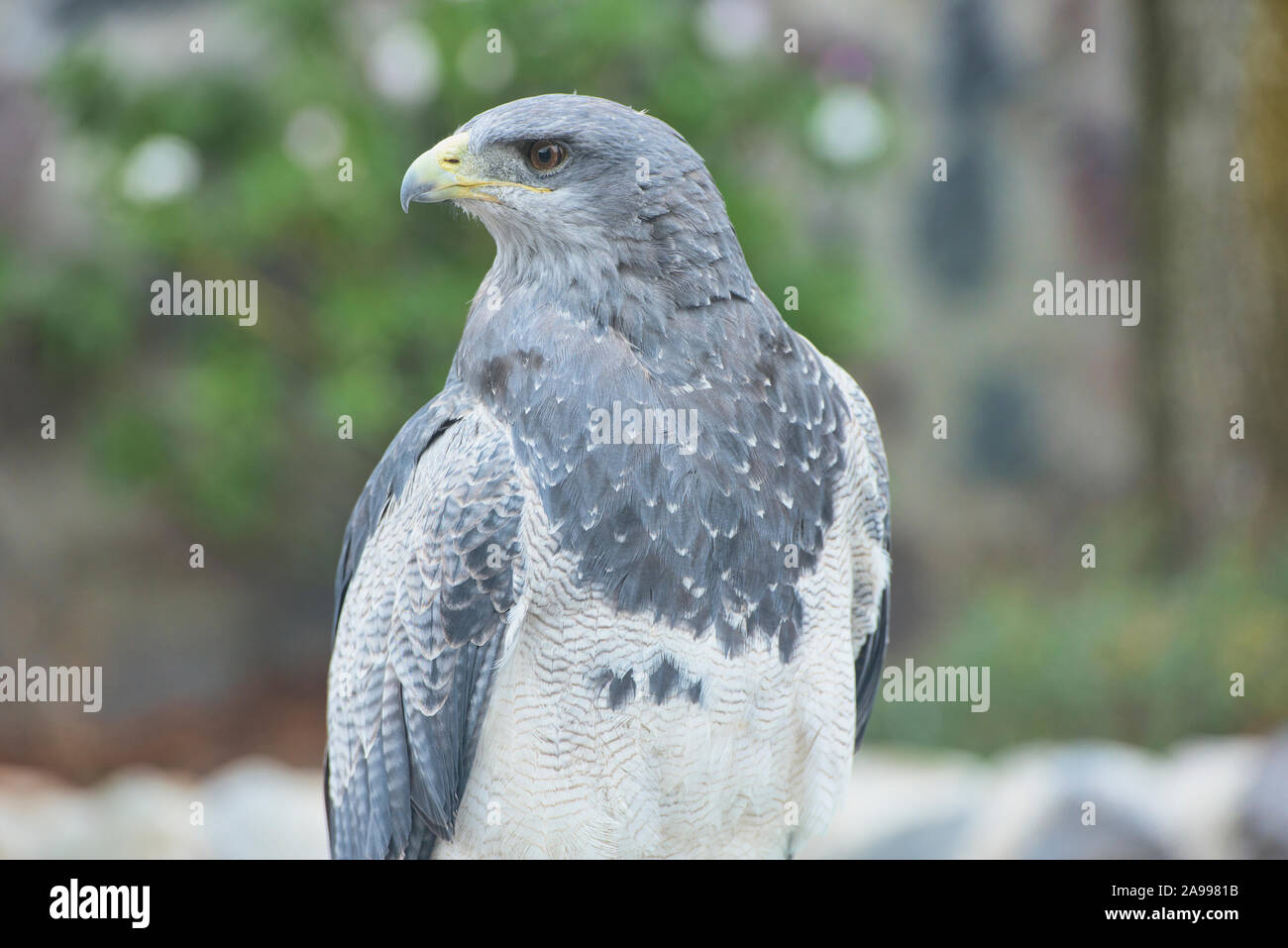 Black-chested buzzard eagle (Geranoaetus melanoleucus), Parque Condor ...