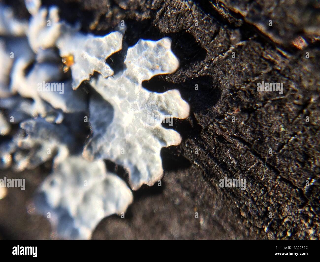 Lichen close-up background with beautiful macro plant leaves Stock ...