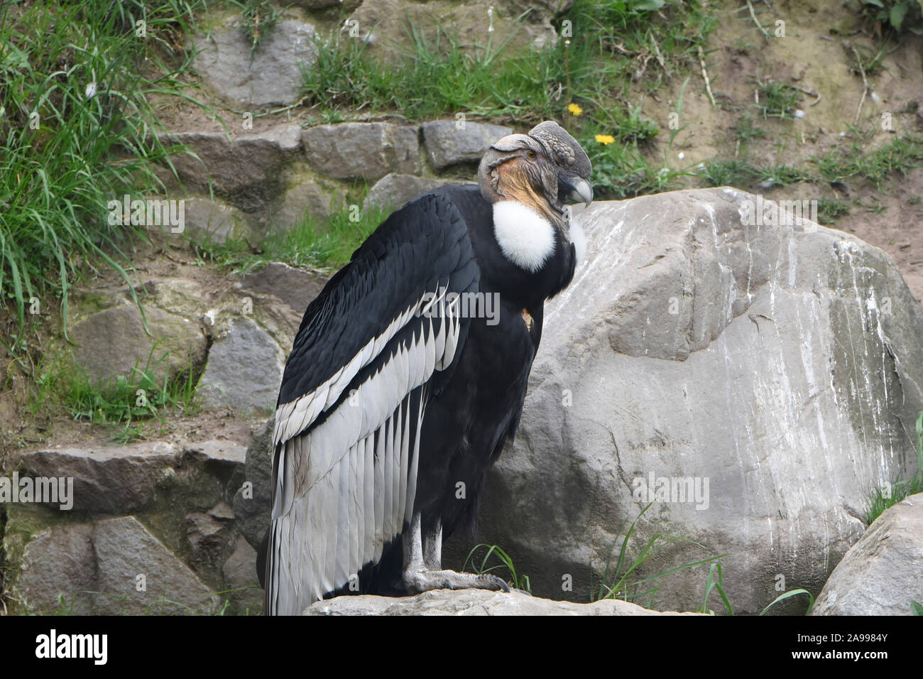 Andean condor (Vultur gryphus), Parque Condor, Otavalo, Ecuador Stock ...