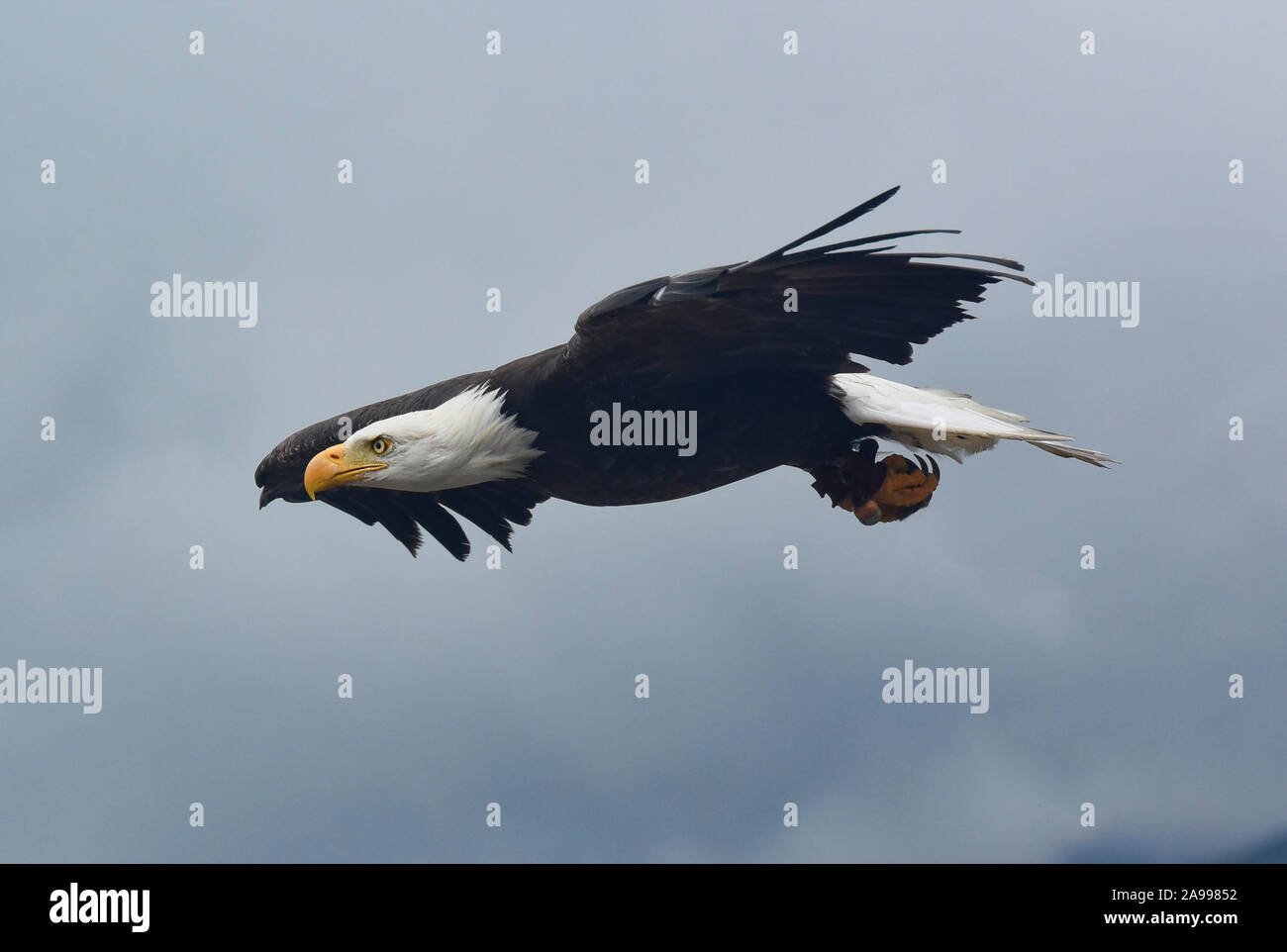 Rescued bald eagle (Haliaeetus leucocephalus) in flight, Parque Condor ...