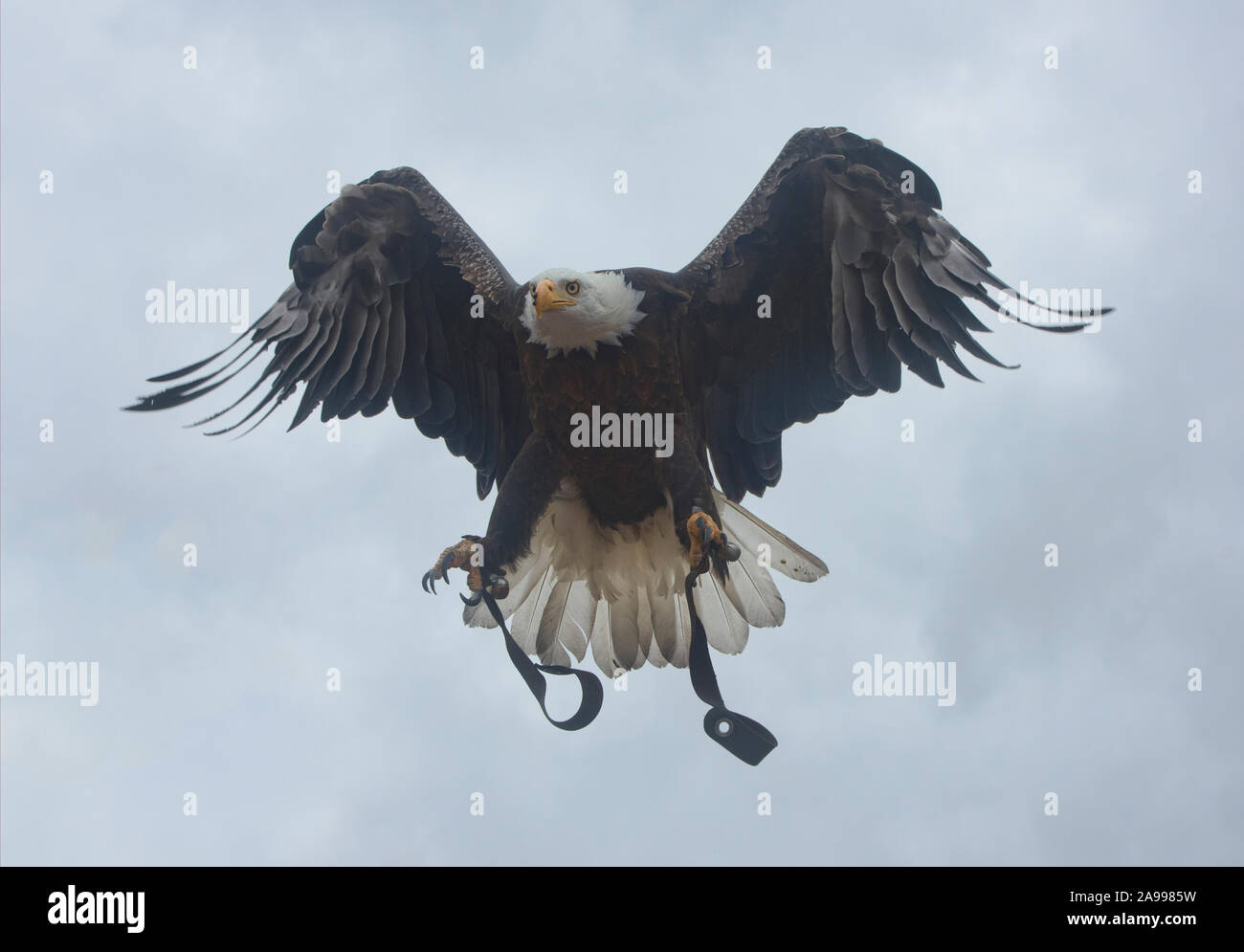 Rescued bald eagle (Haliaeetus leucocephalus) in flight, Parque Condor ...