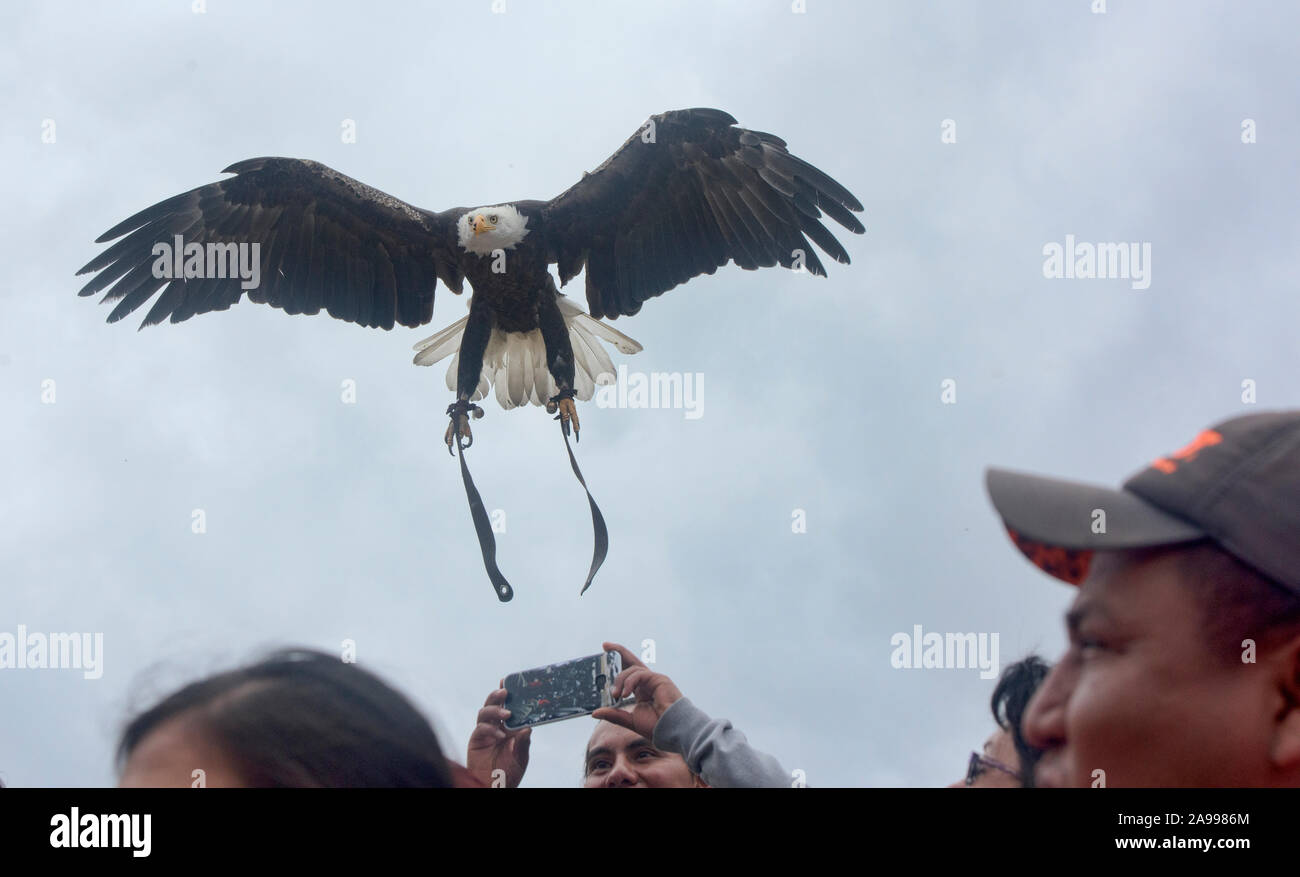 Rescued bald eagle (Haliaeetus leucocephalus) in flight, Parque Condor ...