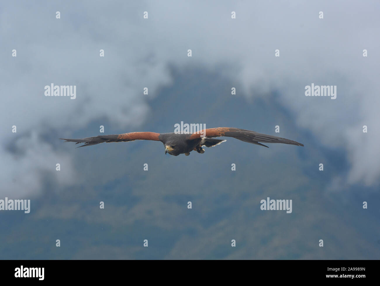 Harris's hawk (Parabuteo unicinctus), Parque Condor, Otavalo, Ecuador ...