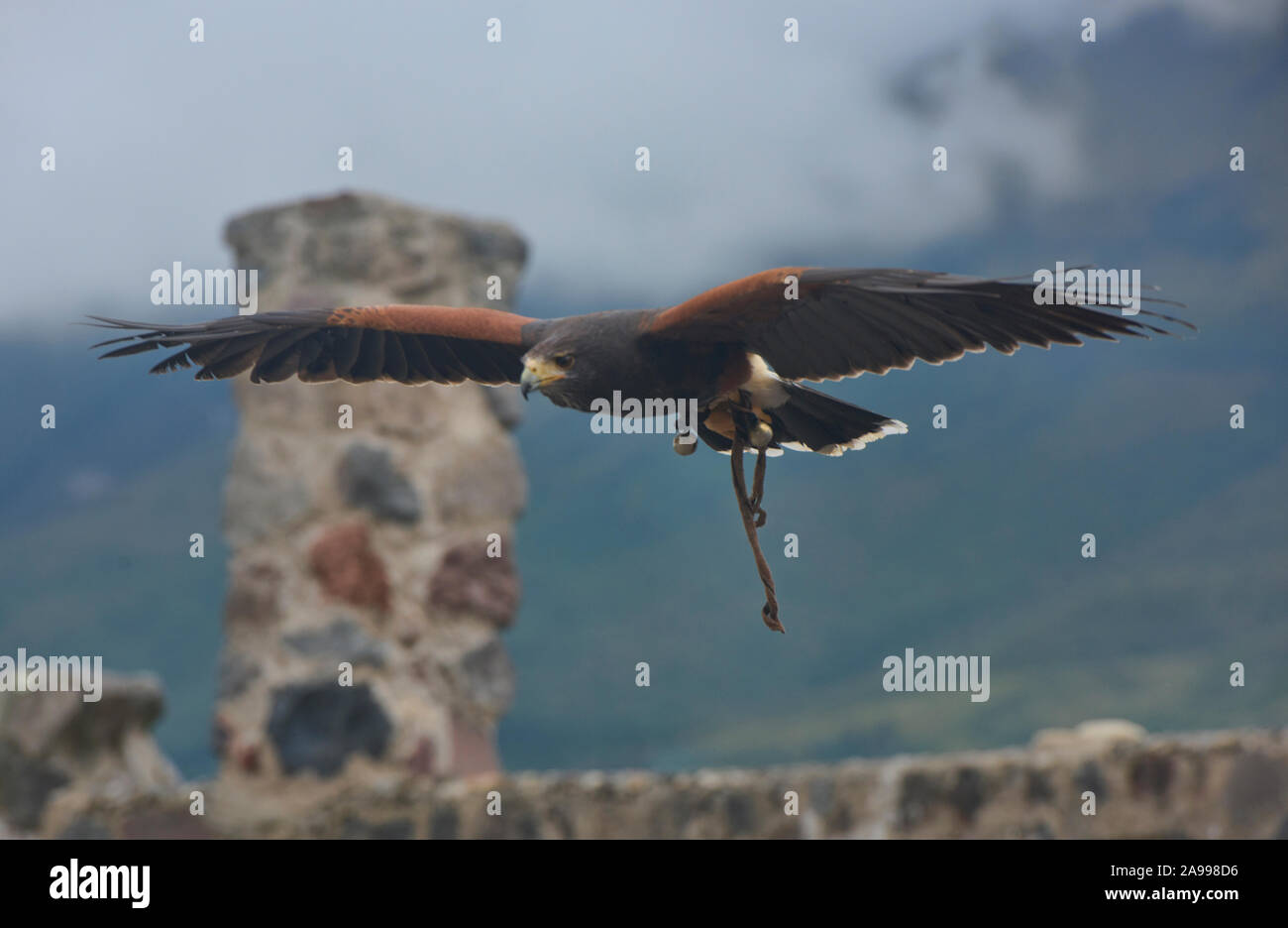 Harris's hawk (Parabuteo unicinctus), Parque Condor, Otavalo, Ecuador ...