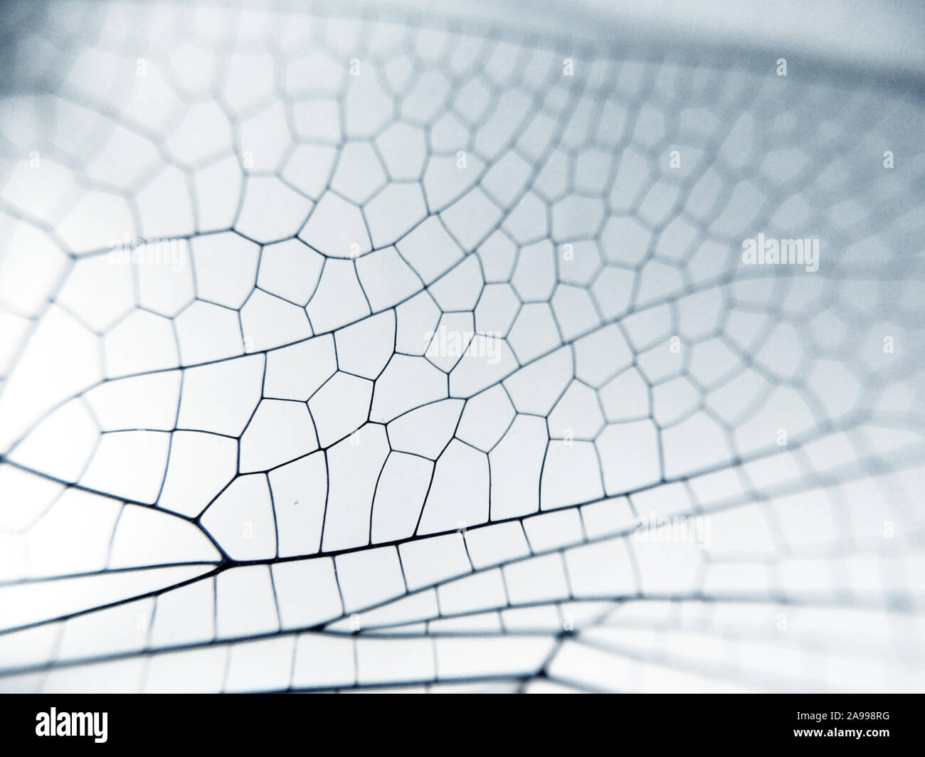 Dragonfly wing close up background with zoomed transparent lattice ...