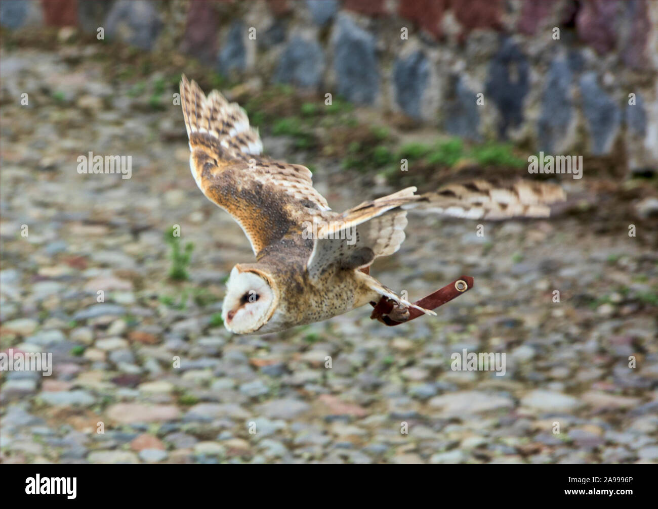 Rescued barn owl (Tyto alba), Parque Condor, Otavalo, Ecuador Stock ...