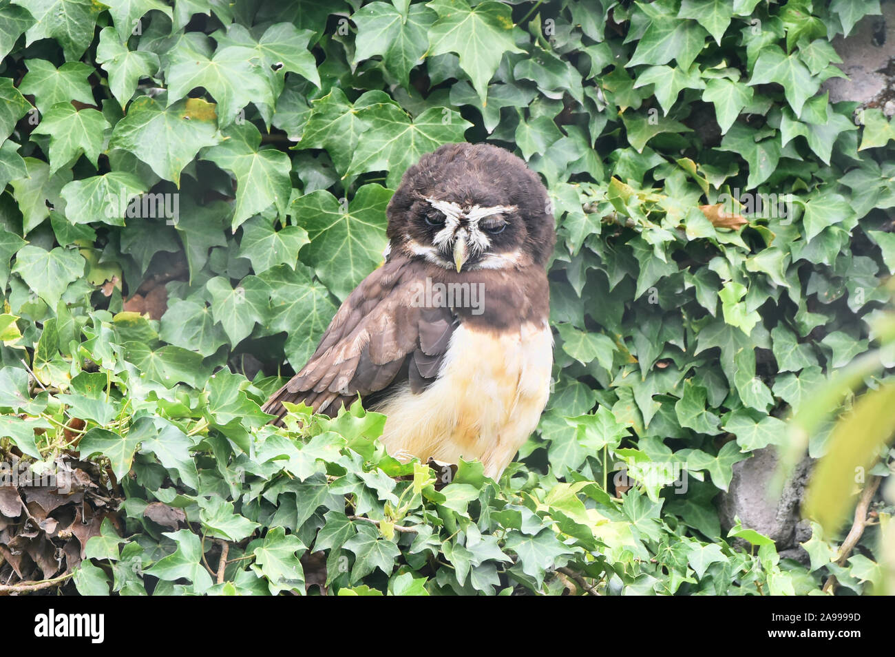 Spectacled owl (Pulsatrix perspicillata), Parque Condor, Otavalo ...