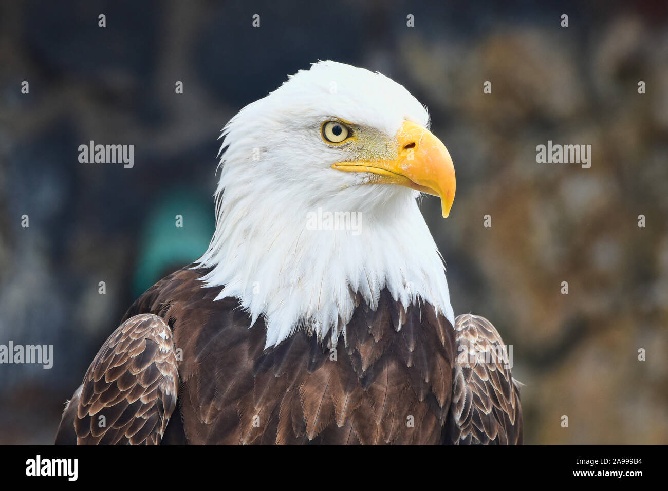 Rescued bald eagle (Haliaeetus leucocephalus), Parque Condor, Otavalo ...