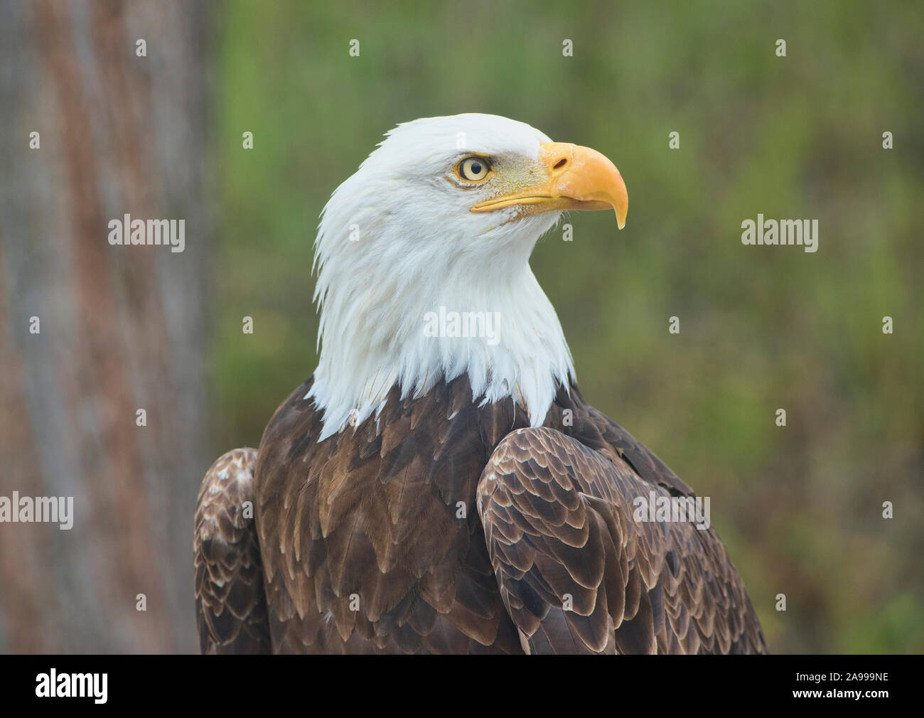 Rescued bald eagle (Haliaeetus leucocephalus), Parque Condor, Otavalo ...