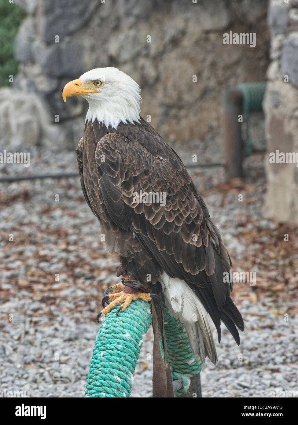 Rescued bald eagle (Haliaeetus leucocephalus), Parque Condor, Otavalo ...