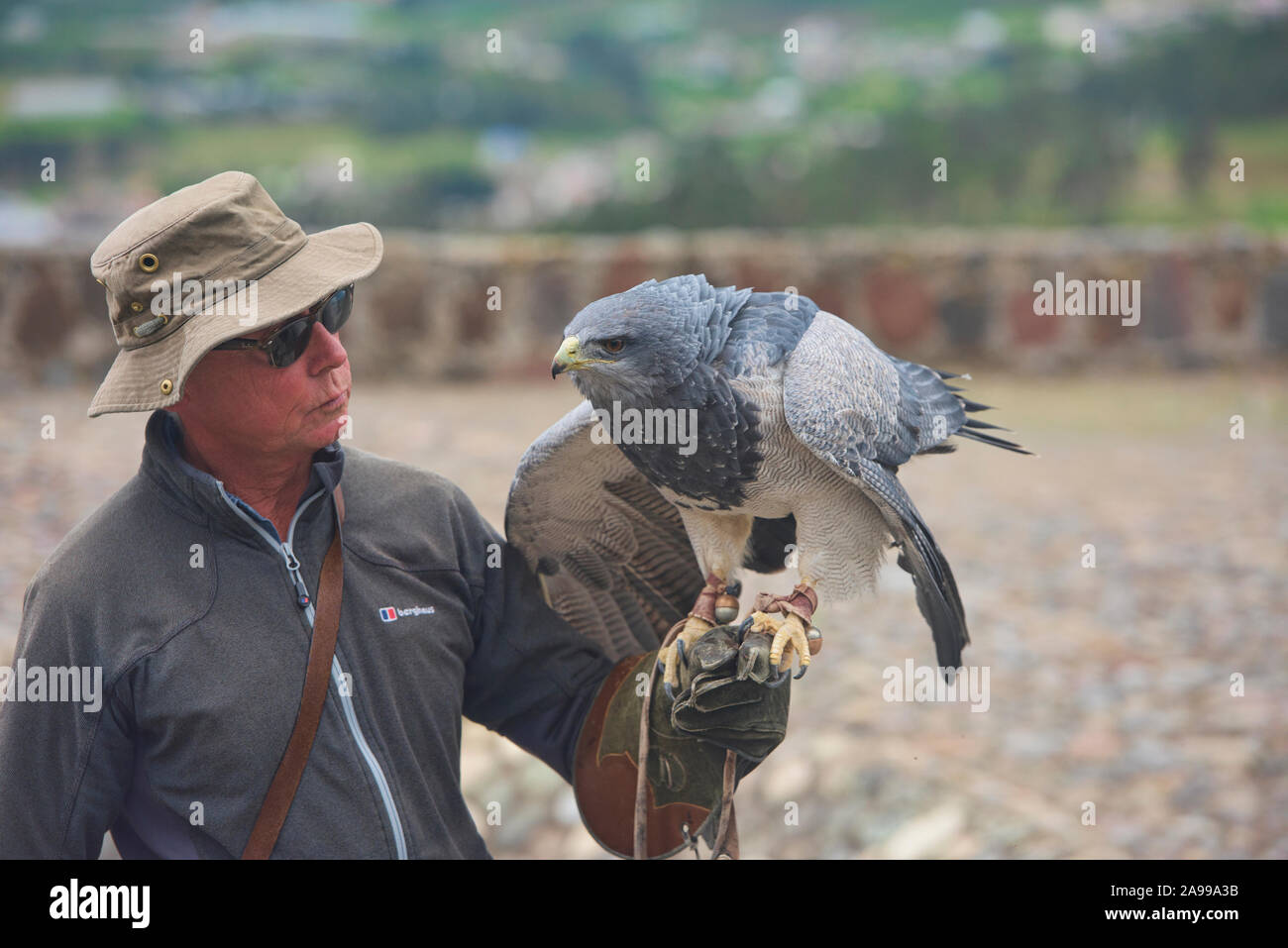 Bird handler and rescued black-chested buzzard eagle (Geranoaetus ...