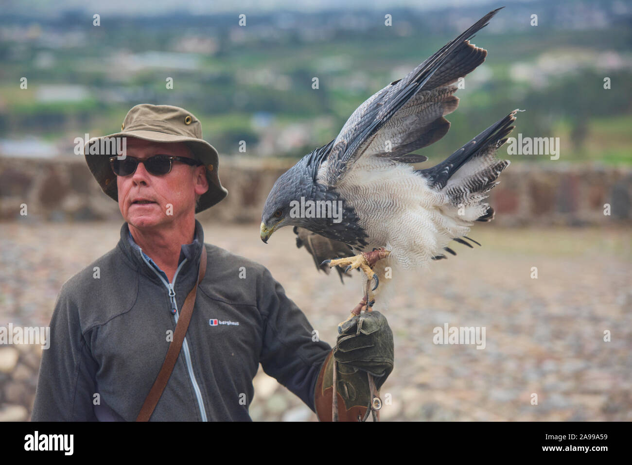 Bird handler and rescued black-chested buzzard eagle (Geranoaetus ...