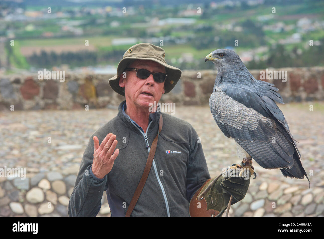 Bird handler and rescued black-chested buzzard eagle (Geranoaetus ...