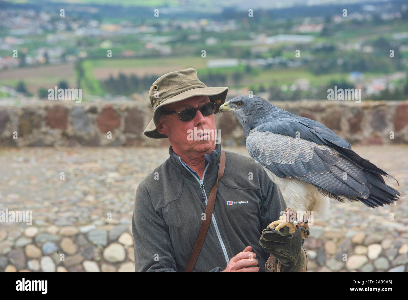 Bird handler and rescued black-chested buzzard eagle (Geranoaetus ...