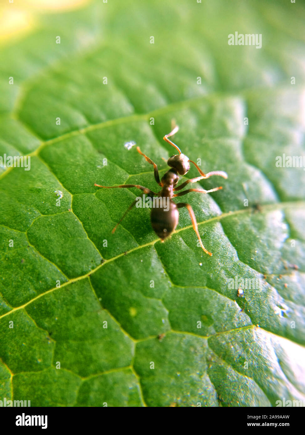 Ant sitting on the zoomed green leaf with blurred edges Stock Photo - Alamy