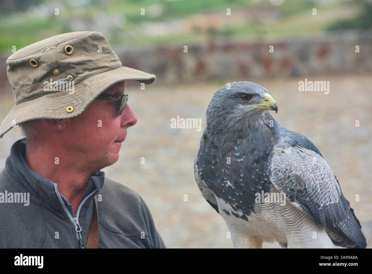 Bird handler and rescued black-chested buzzard eagle (Geranoaetus ...