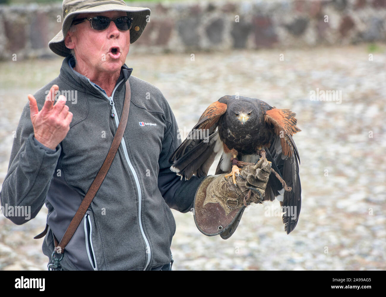 Rescued Harris's hawk (Parabuteo unicinctus) and handler, Parque Condor ...