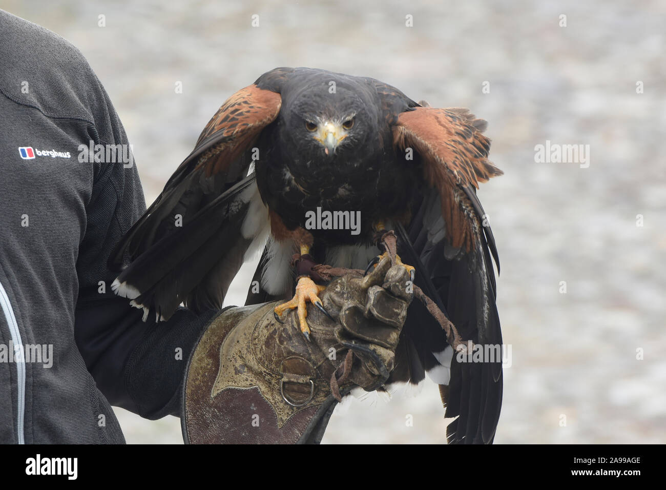 Hawks of south america hi-res stock photography and images - Alamy