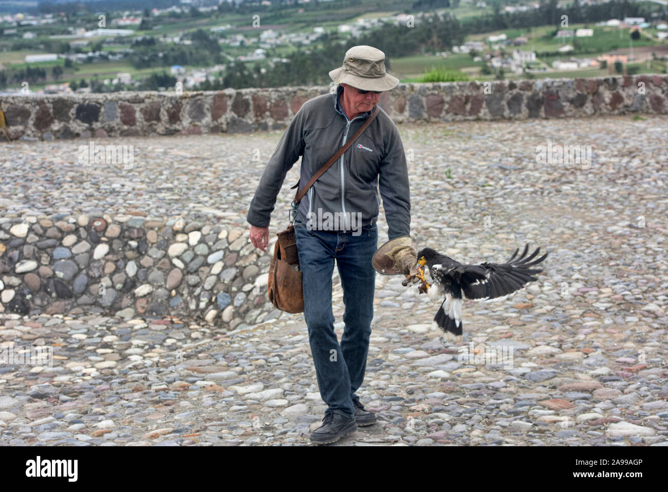Rescued carunculated caracara (Phalcoboenus carunculatus) and handler ...