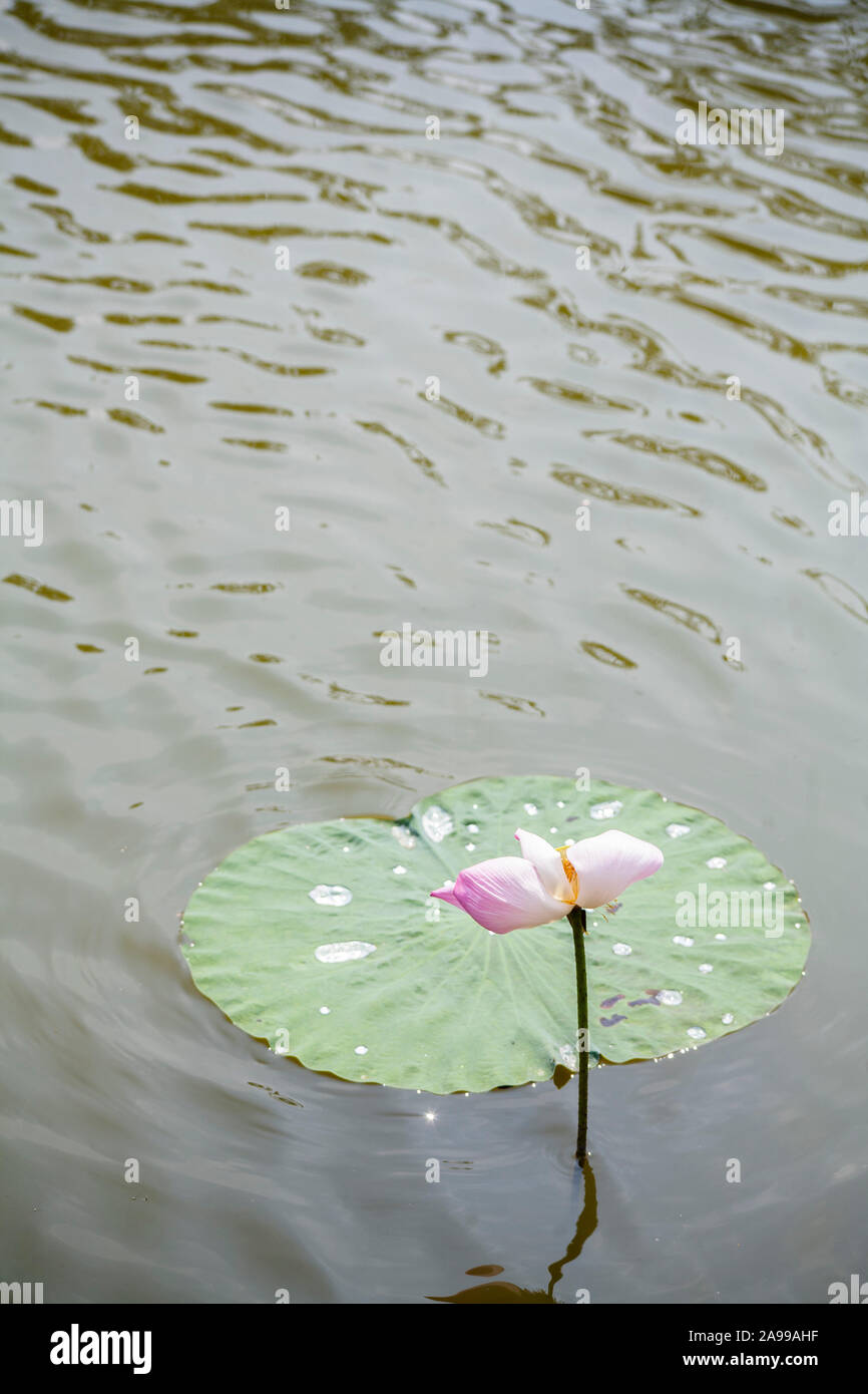 Lotus flower in the pond / Lotus flowers in a tropical pool Stock Photo ...