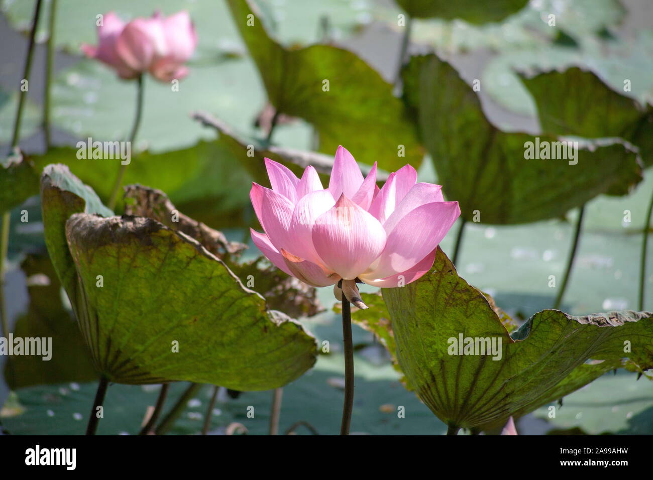 Lotus flower in the pond / Lotus flowers in a tropical pool Stock Photo ...