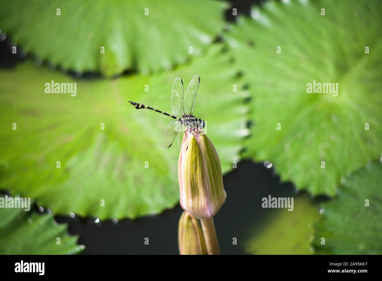 Dragonfly and lotus flowers / Lotus flowers in a tropical pool Stock ...
