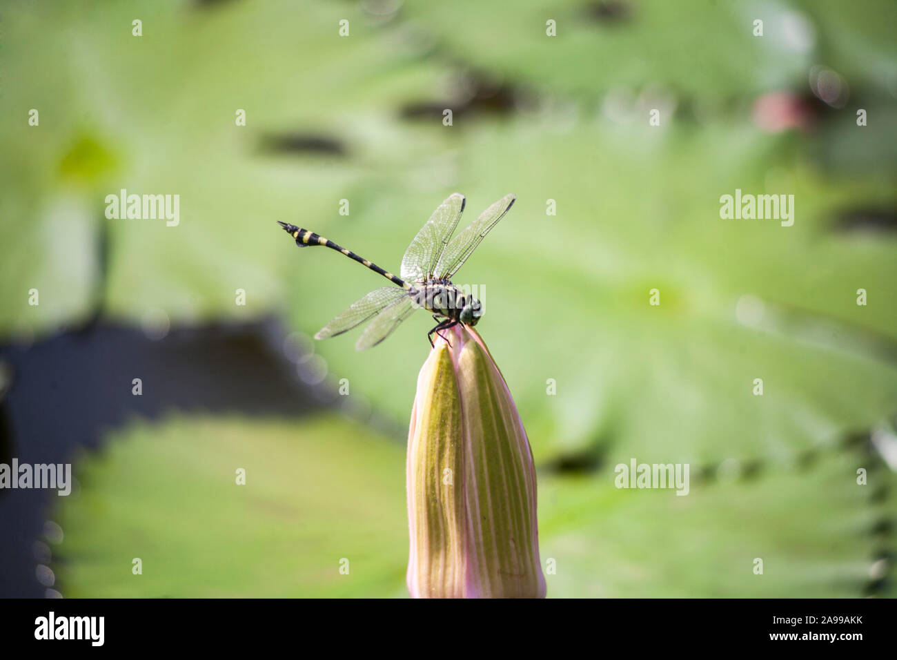 Dragonfly and lotus flowers / Lotus flowers in a tropical pool Stock ...