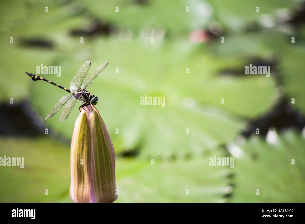 Dragonfly and lotus flowers / Lotus flowers in a tropical pool Stock ...