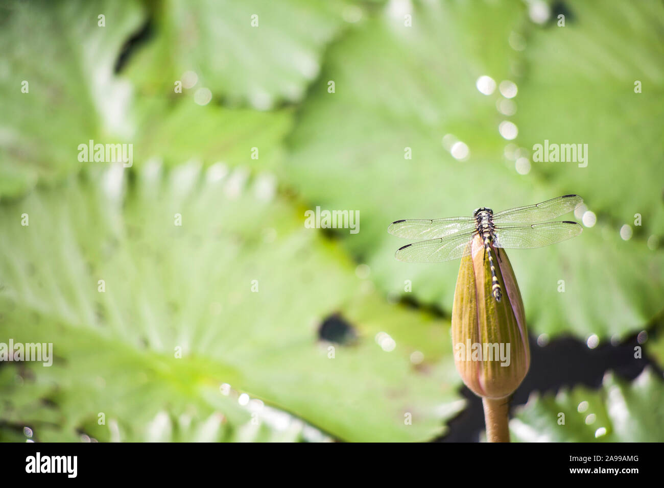 Dragonfly and lotus flowers / Lotus flowers in a tropical pool Stock ...
