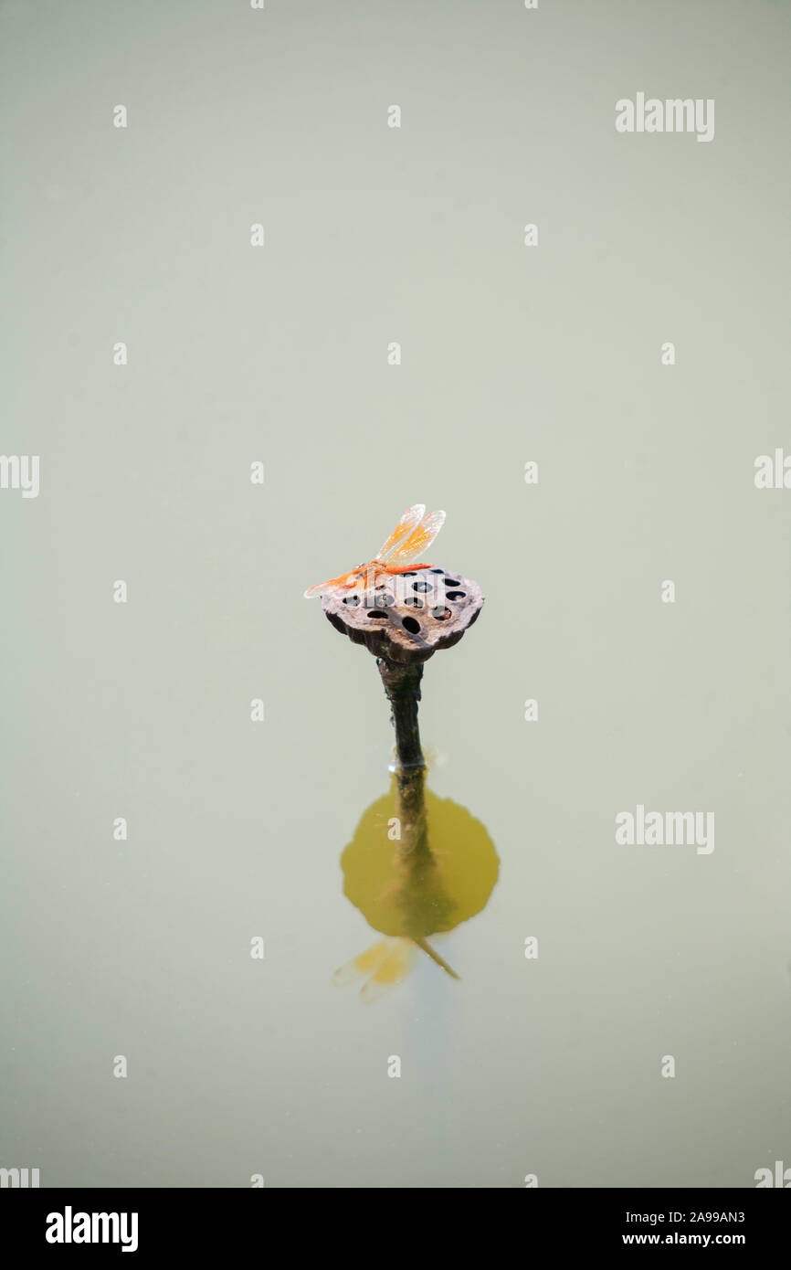 Dragonfly and lotus flowers / Lotus flowers in a tropical pool Stock ...