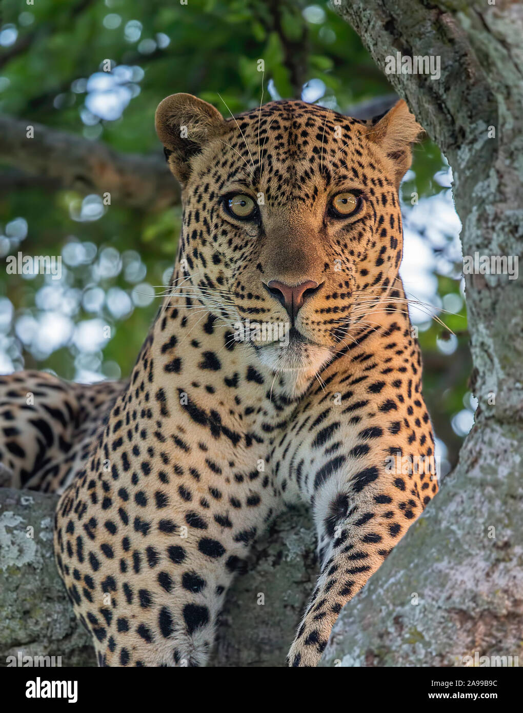 Male Leopard Portrait, Masai Mara, Africa Stock Photo - Alamy