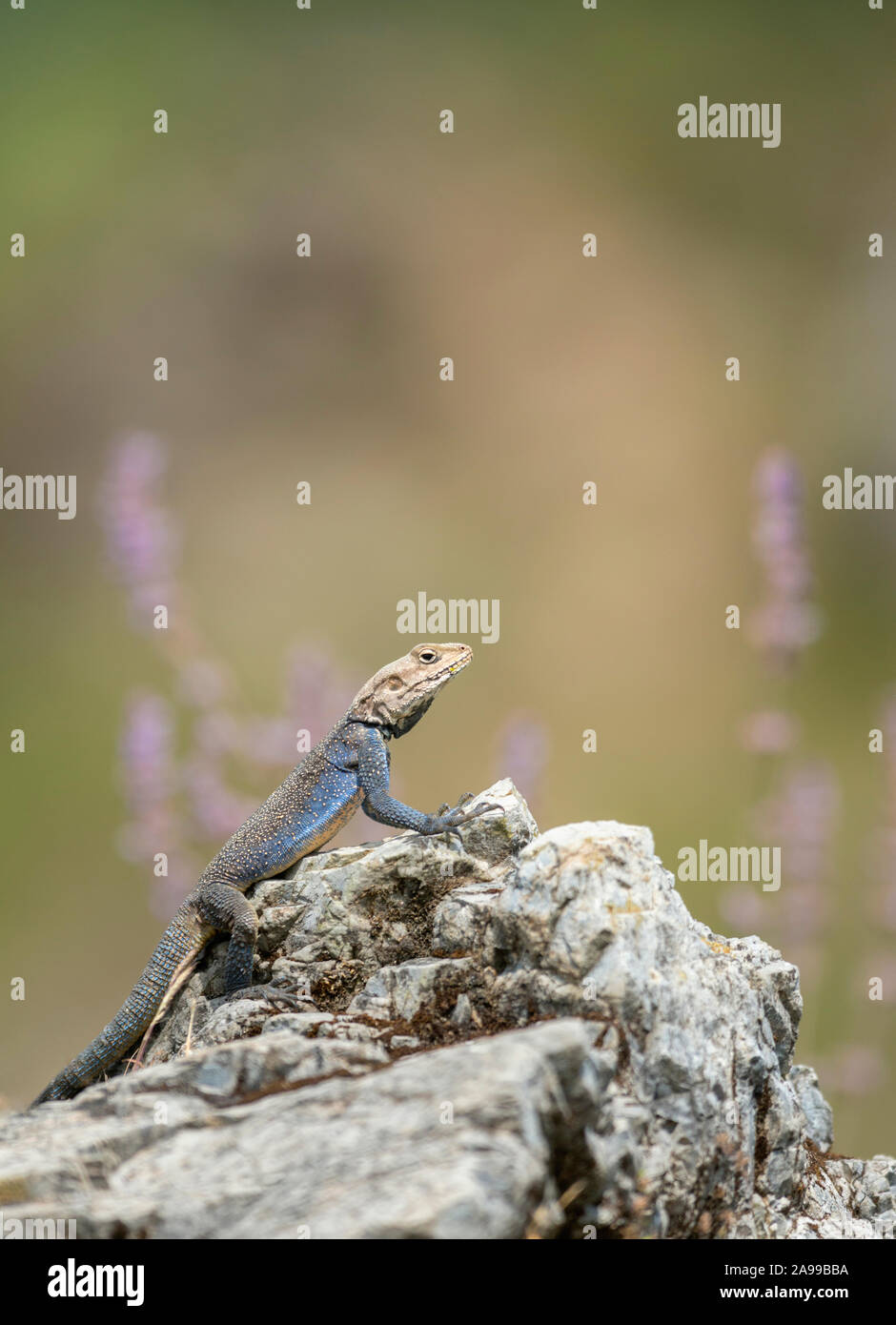 Himalayan Rock Agama, Paralaudakia himalayana, Uttarakhand, India Stock ...