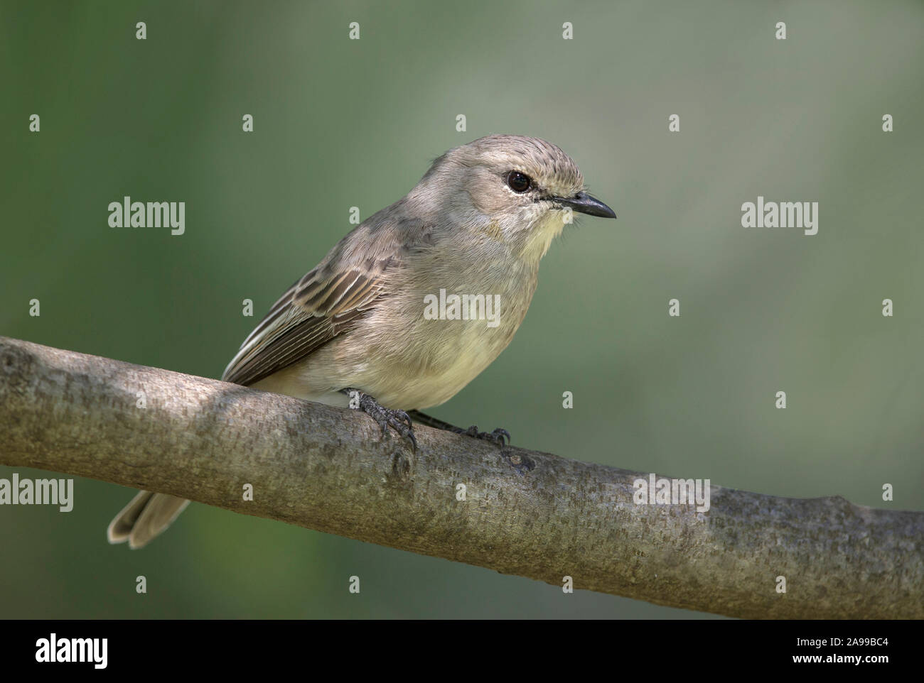 African gray flycatcher hi-res stock photography and images - Alamy