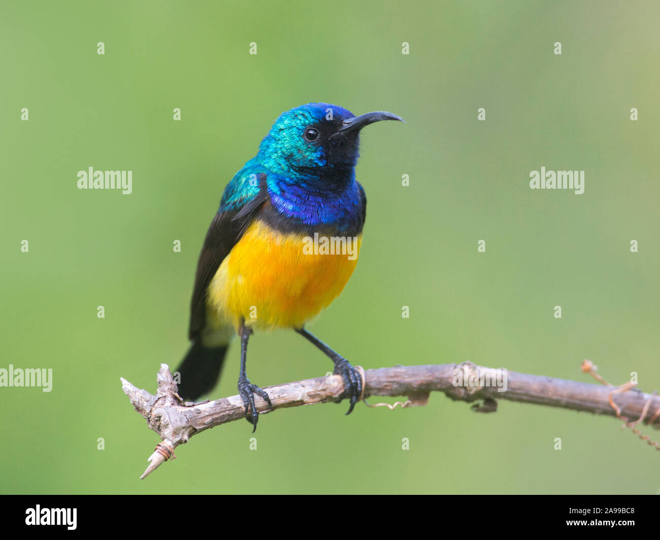 Variable Sunbird, Cinnyris venustus, Kenya, Africa Stock Photo - Alamy