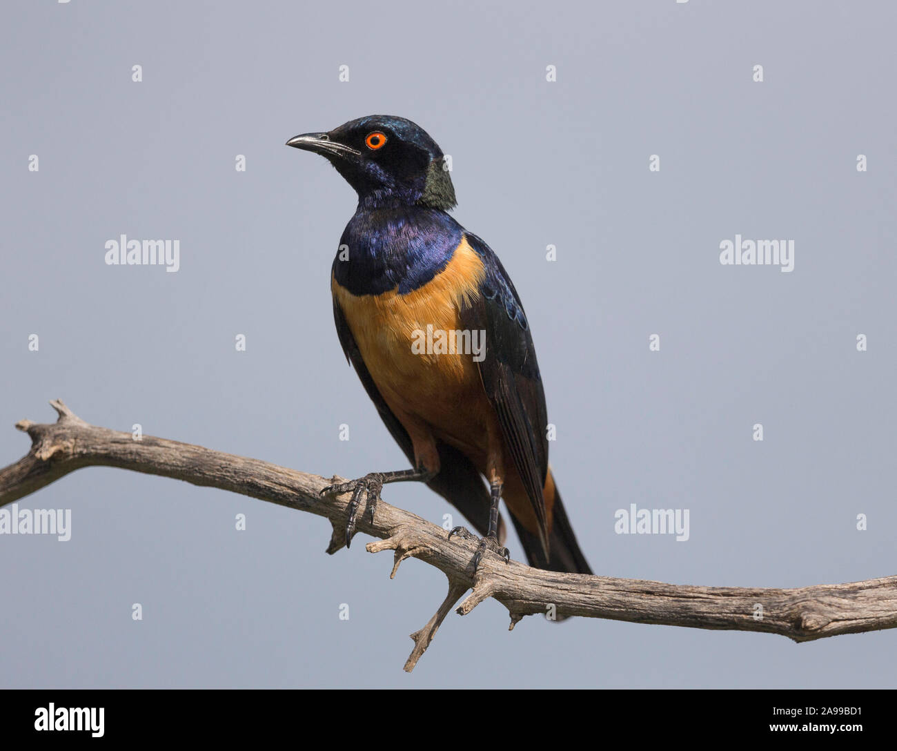 Golden Starling, Lamprotornis regius, Kenya, Africa Stock Photo - Alamy