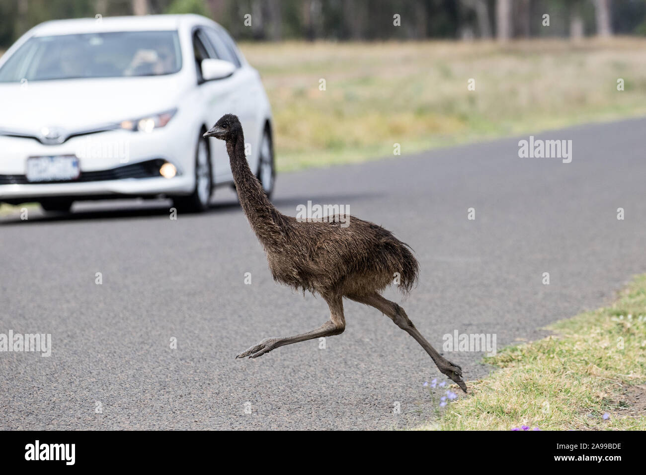Emu chick crossing a road in outback Queensland Australia Stock Photo ...