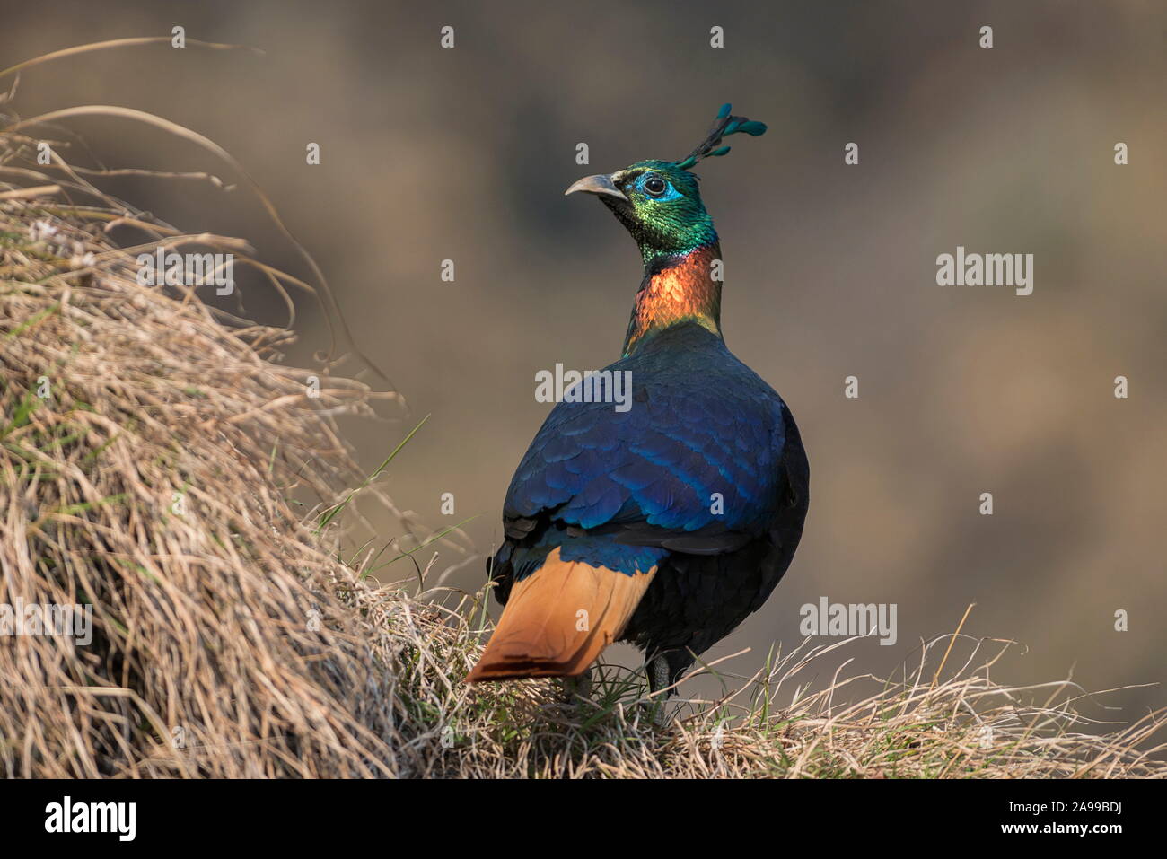 Lophophorus Impejanus Himalayan Monal High Resolution Stock Photography ...